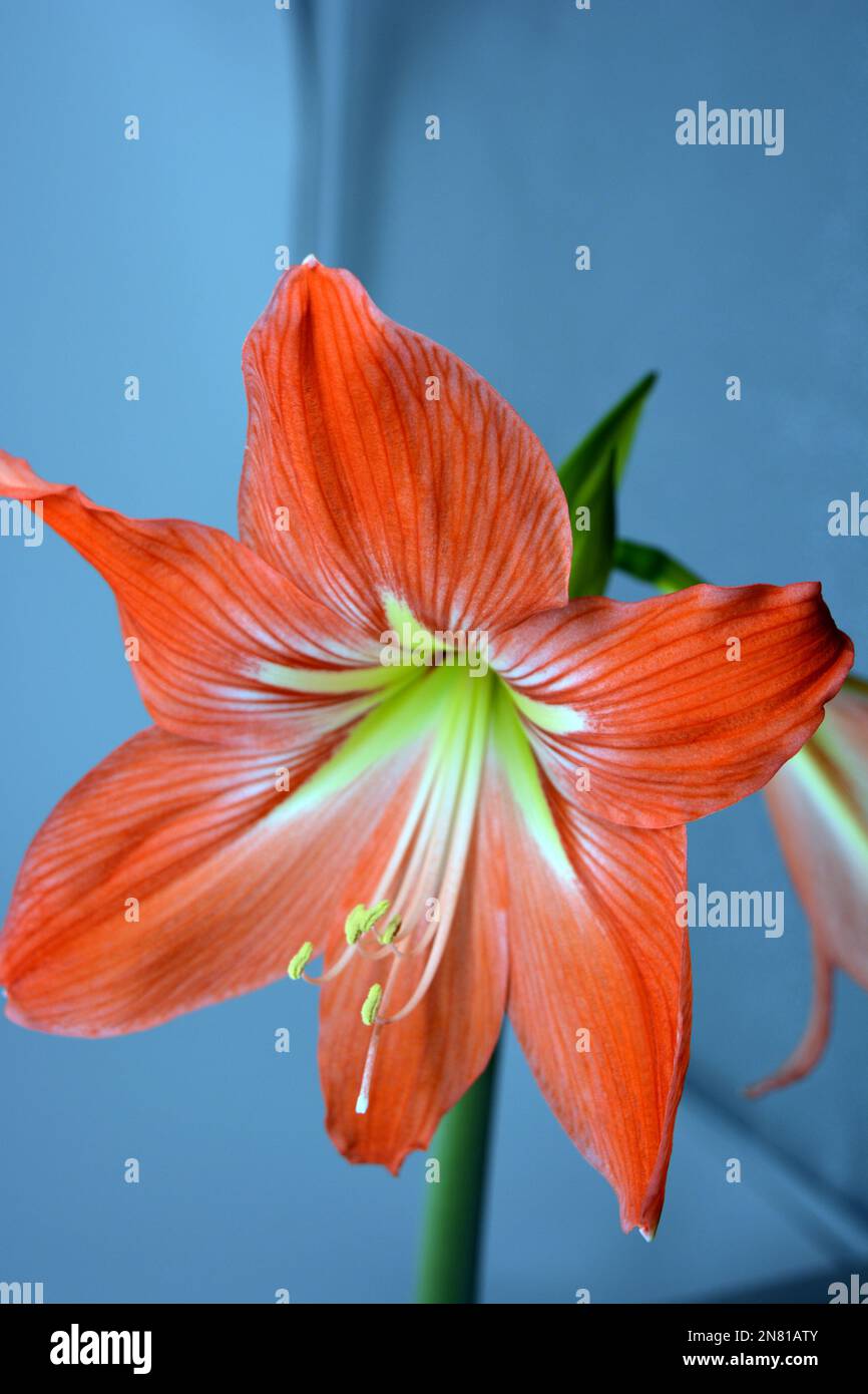 Beautiful and wonderful unusual Amaryllis (disambiguation) flowers with ...