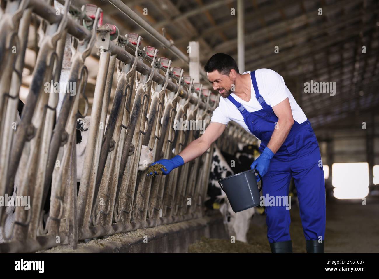 Worker feeding cow on farm. Animal husbandry Stock Photo - Alamy