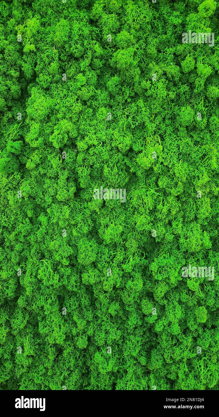 Texture for interior of green moss. Natural wallpaper. Vertical photo ...