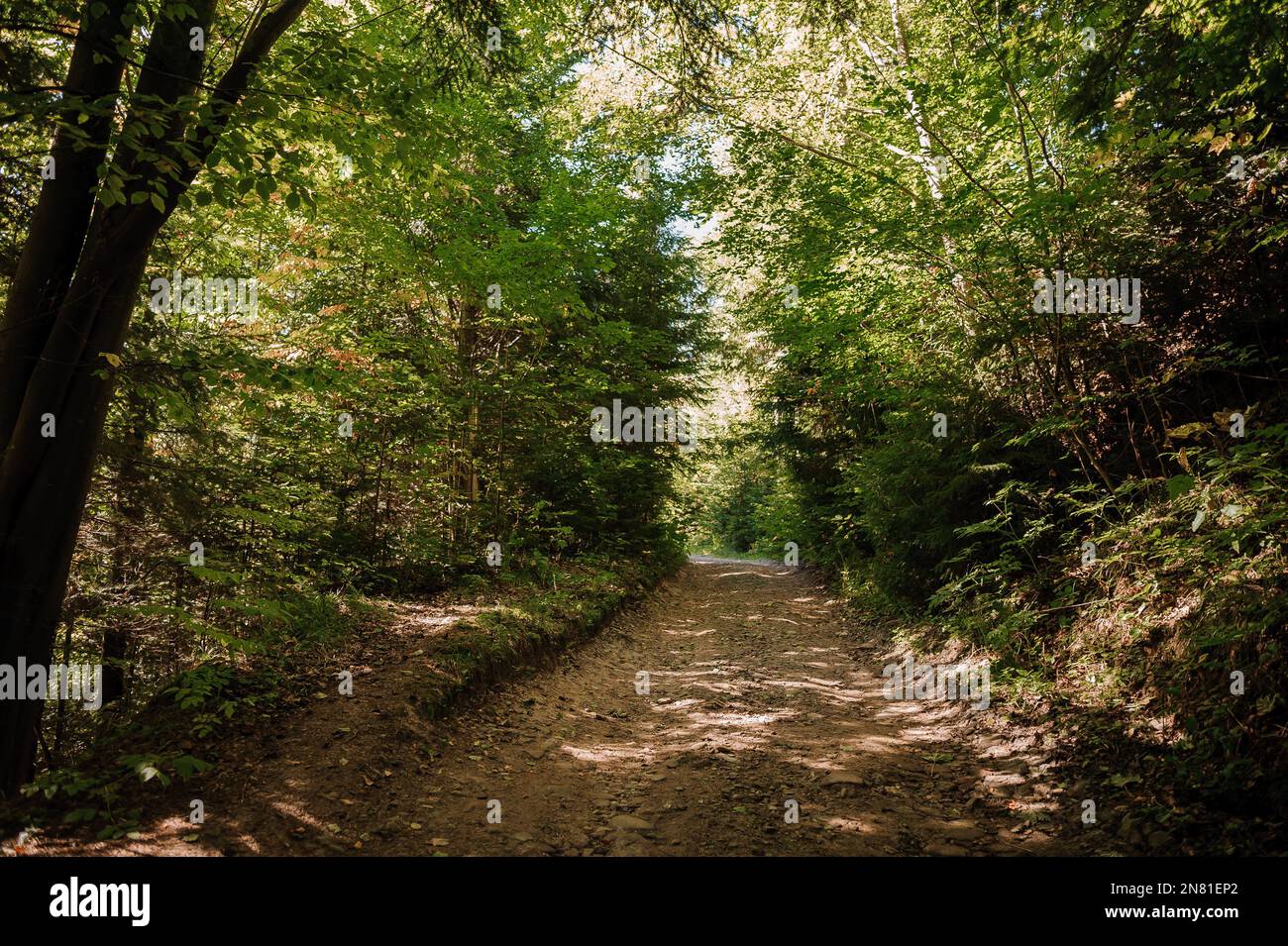 Path in the forest near the river Stock Photo - Alamy