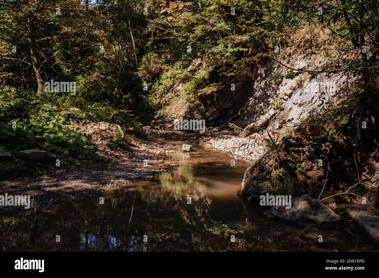 Path in the forest near the river Stock Photo - Alamy
