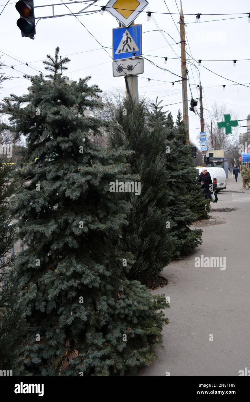 Wide road, parks, yards with cars, people, trees, Christmas trees, big ...