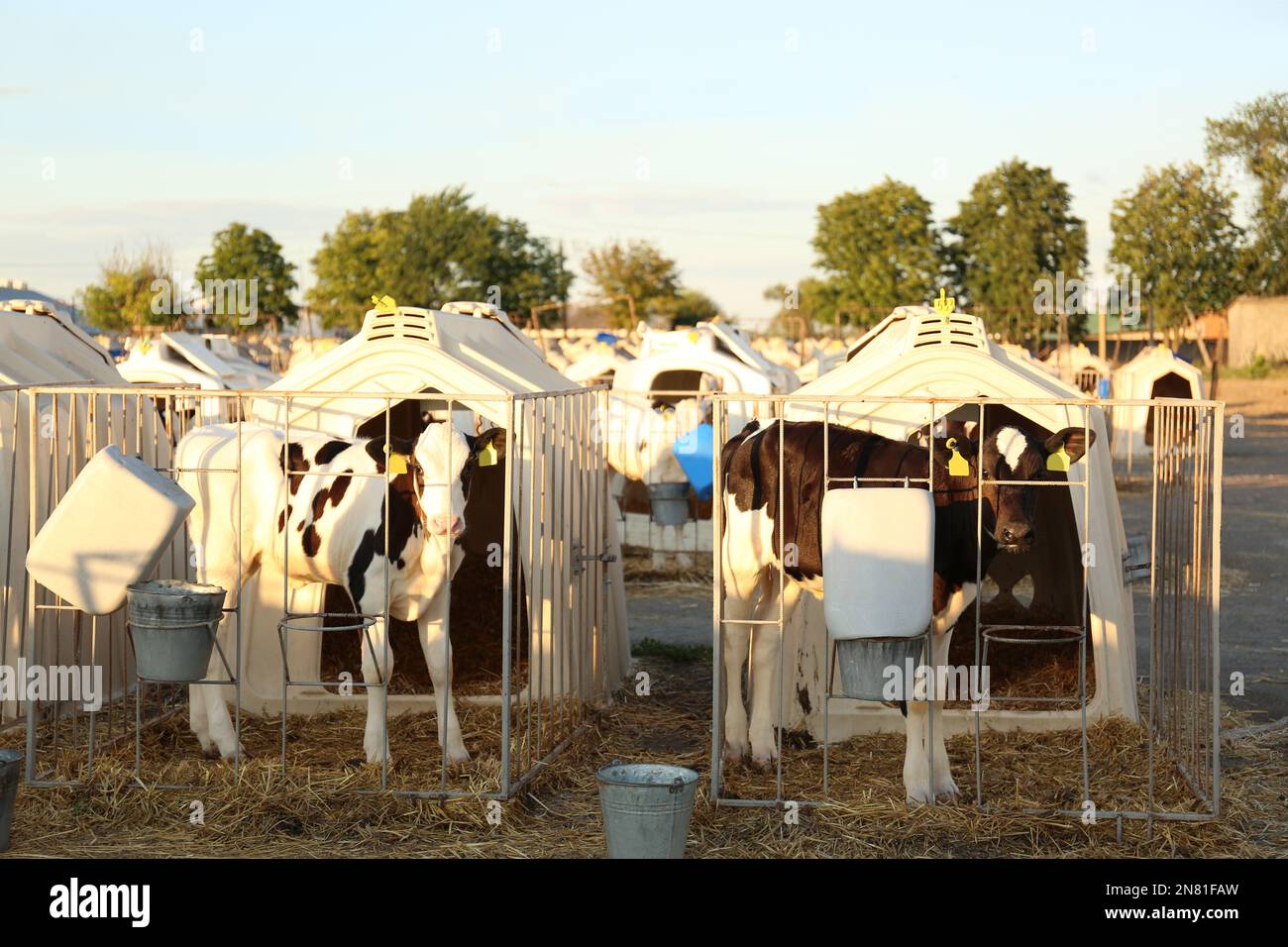 Dairy calf and hutch hi-res stock photography and images - Alamy