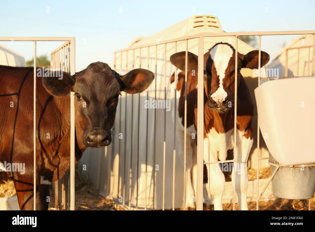 Pretty little calves near their hutches on farm. Animal husbandry Stock ...