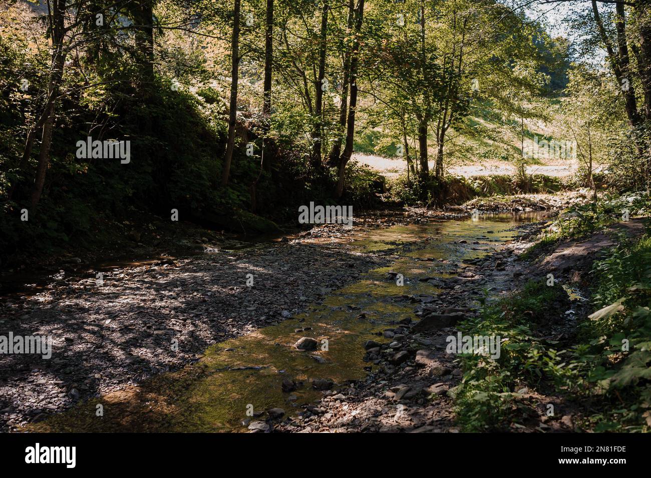 Path in the forest near the river Stock Photo - Alamy