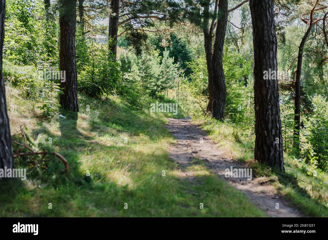 Path in the forest near the river Stock Photo - Alamy