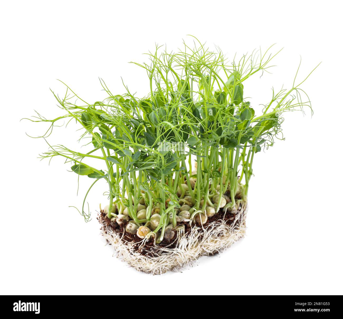 Fresh organic microgreens in soil on white background Stock Photo - Alamy