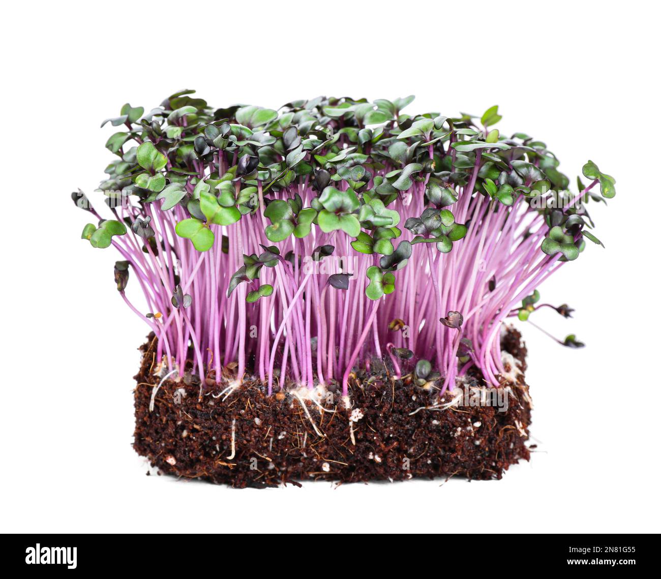 Fresh organic microgreens in soil on white background Stock Photo - Alamy