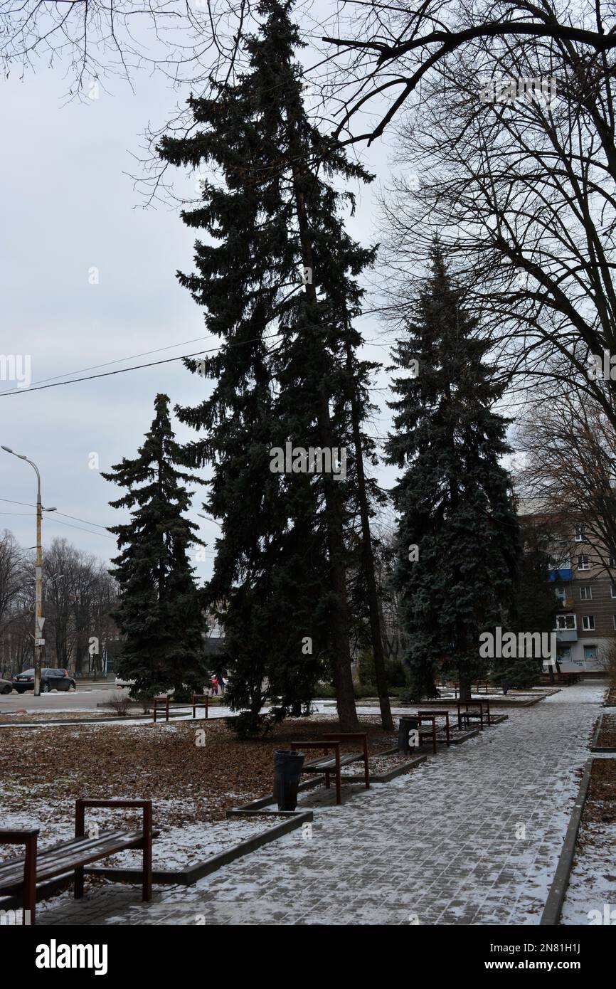 Wide road, parks, yards with cars, people, trees, Christmas trees, big ...