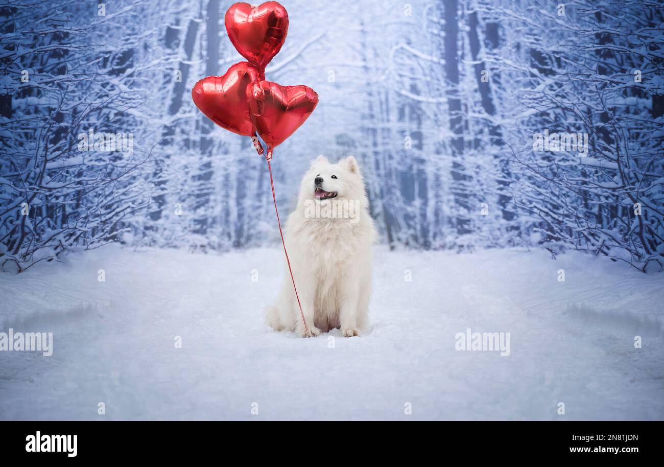 Happy Valentine's Day. Female Samoyed holding balloons in the shape of ...