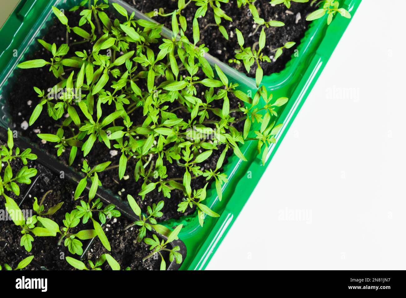 Green seedlings grow in a plastic box, close up photo. Indoor farming ...