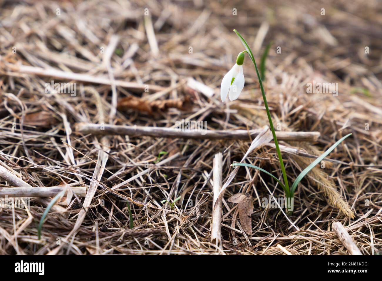 First spring flower, natural macro photo of Galanthus nivalis, known as ...