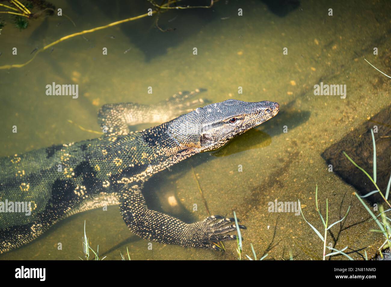 The Asian water monitor in the water Stock Photo - Alamy