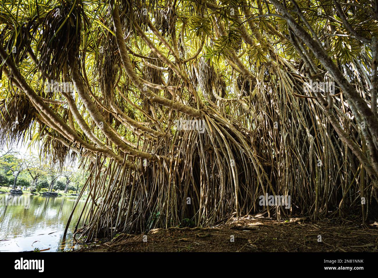 The ancient Banyan tree with long roots that start at the top of the branches to the ground ...