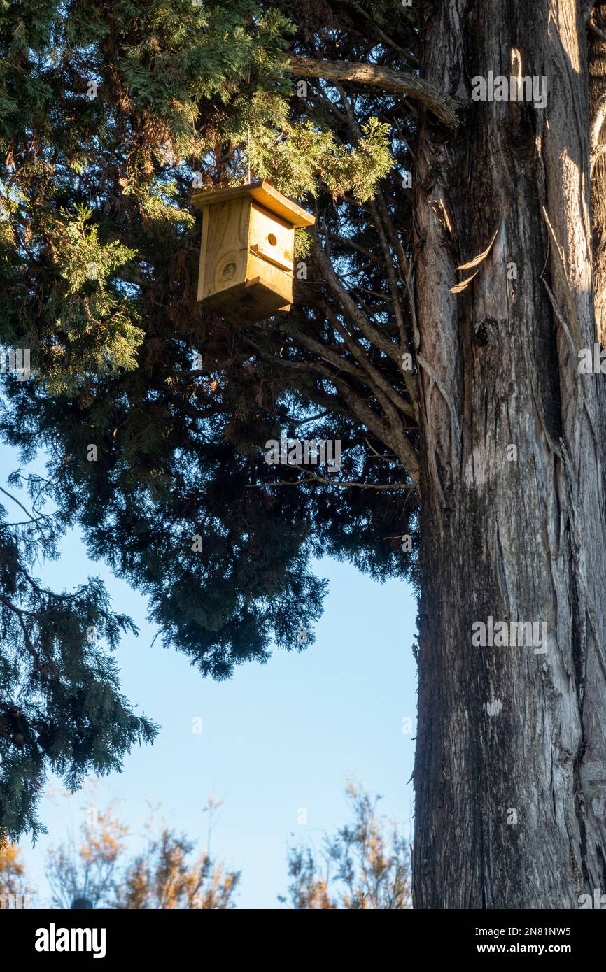 Nesting box hanging in a tree Stock Photo - Alamy