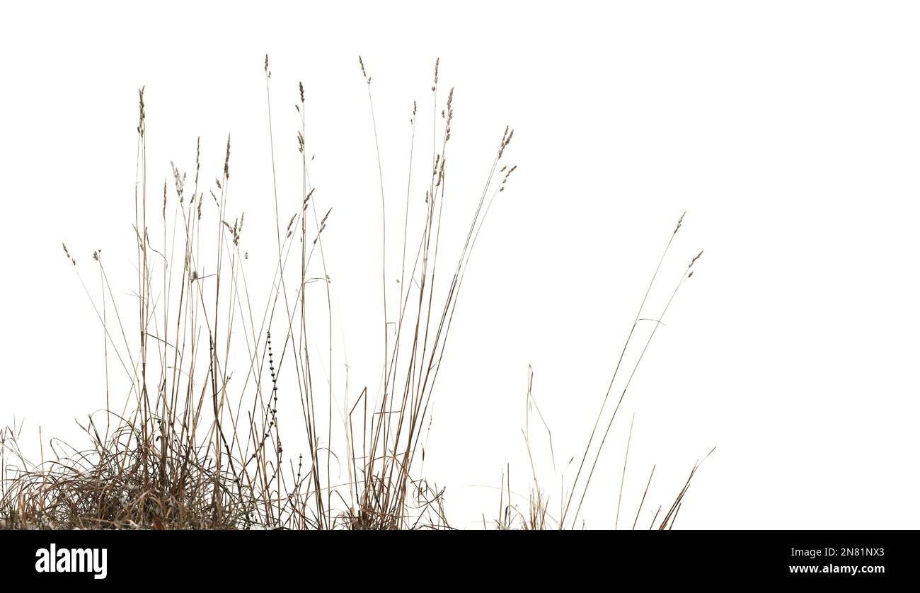 Dry coastal reed and grass isolated on white, natural winter photo ...
