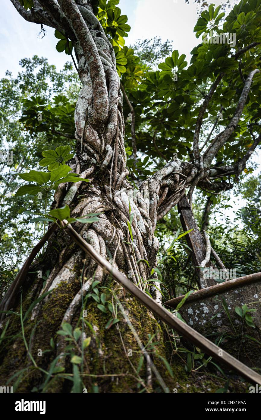 A vertical low-angle shot of a tree with big roots in the Park of ...