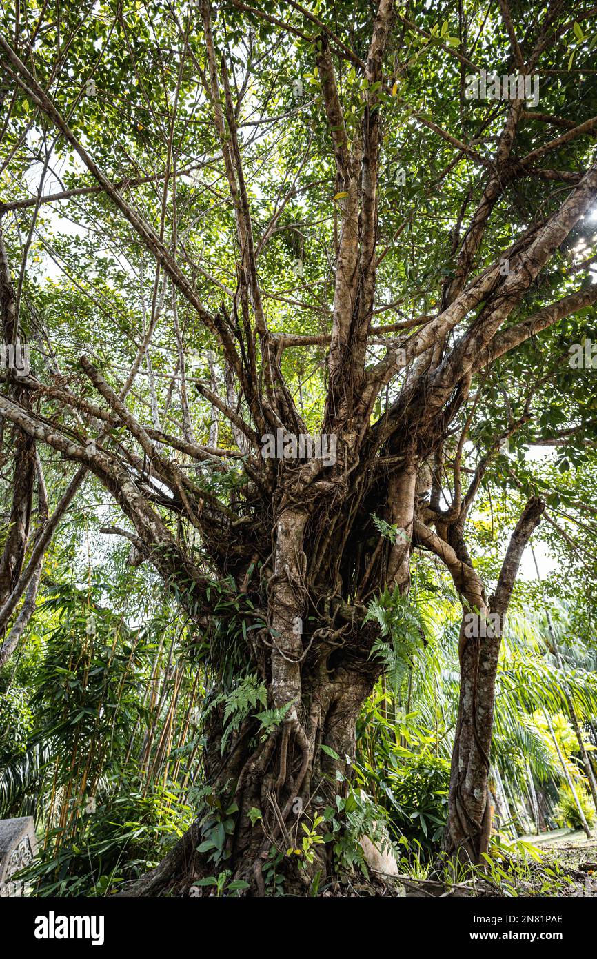 Long plant roots hi-res stock photography and images - Alamy