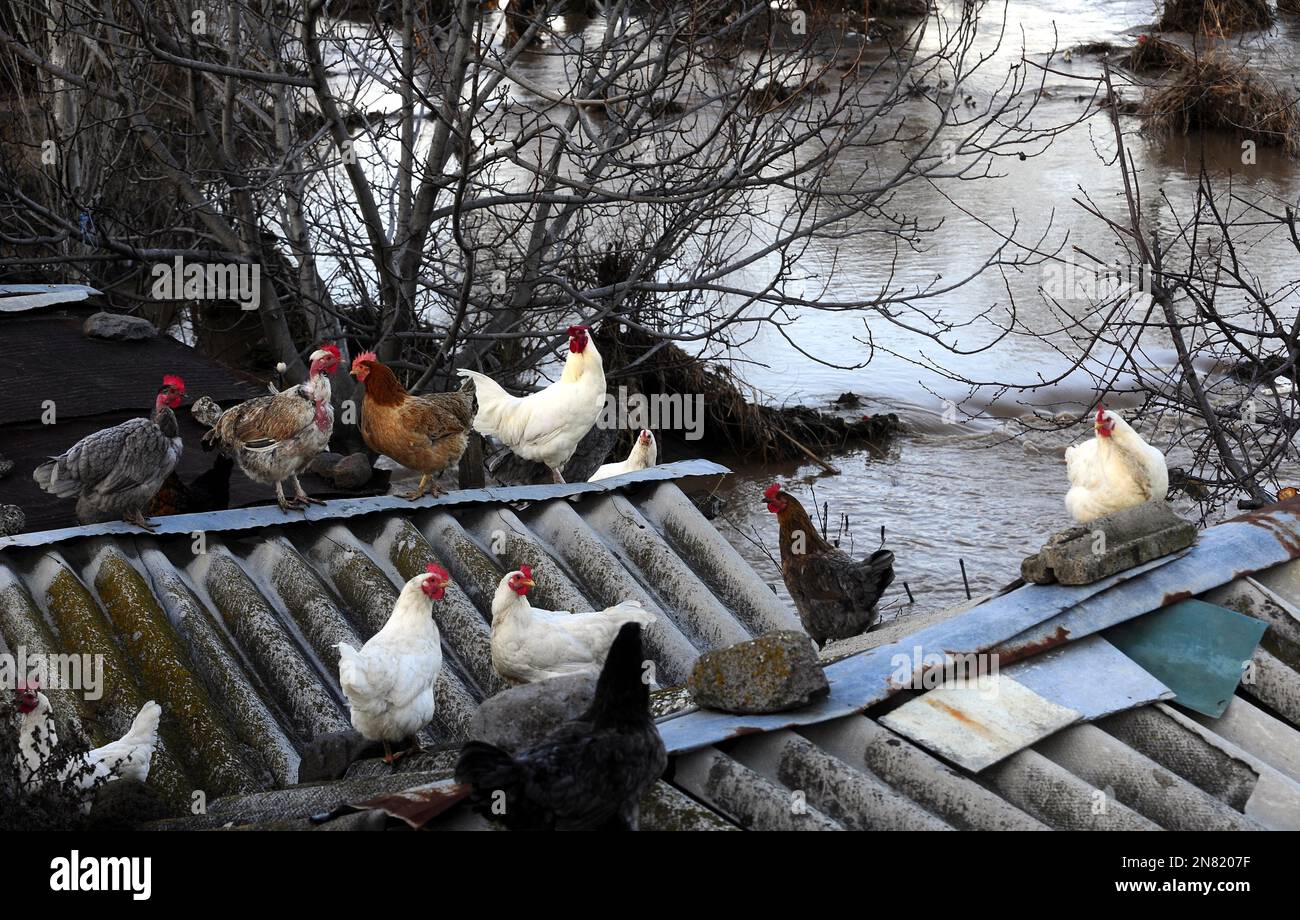 Chickens perch on a roof to escape the flood, after heavy rain in Sveti ...