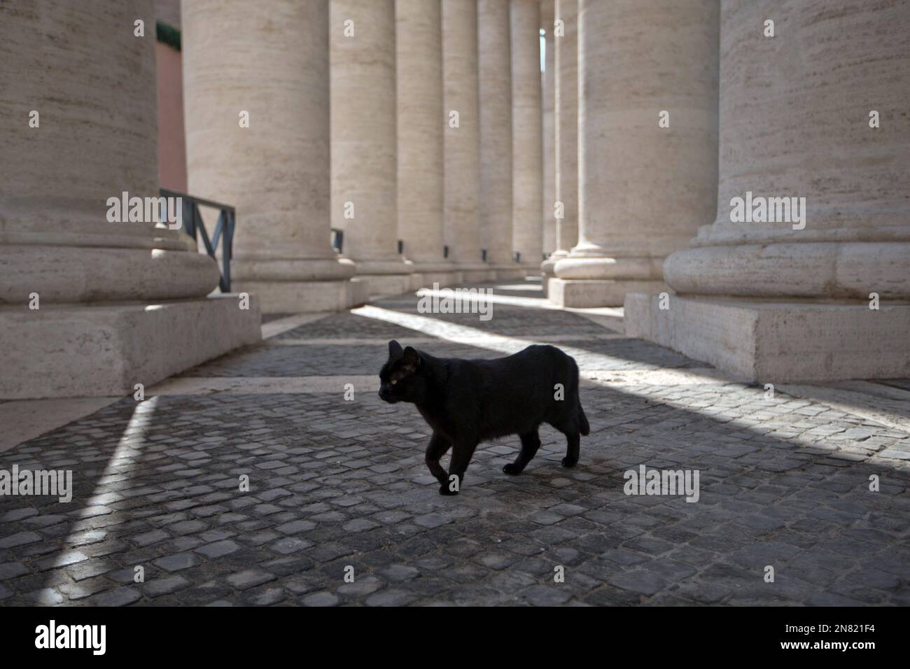 A black cat strolls under St. Peter's Basilica's Bernini colonnade, at ...
