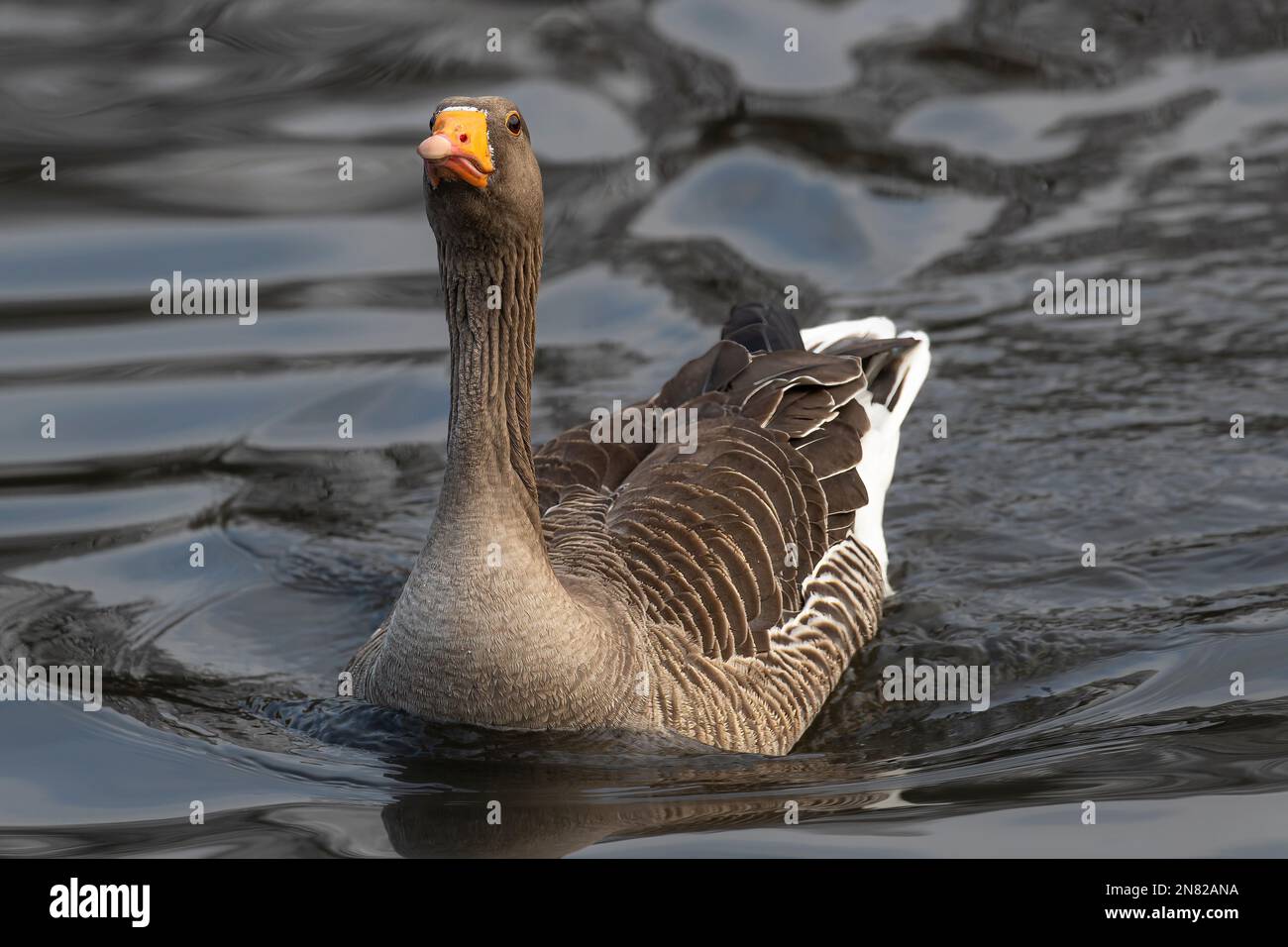 Grey lag goose hi-res stock photography and images - Alamy
