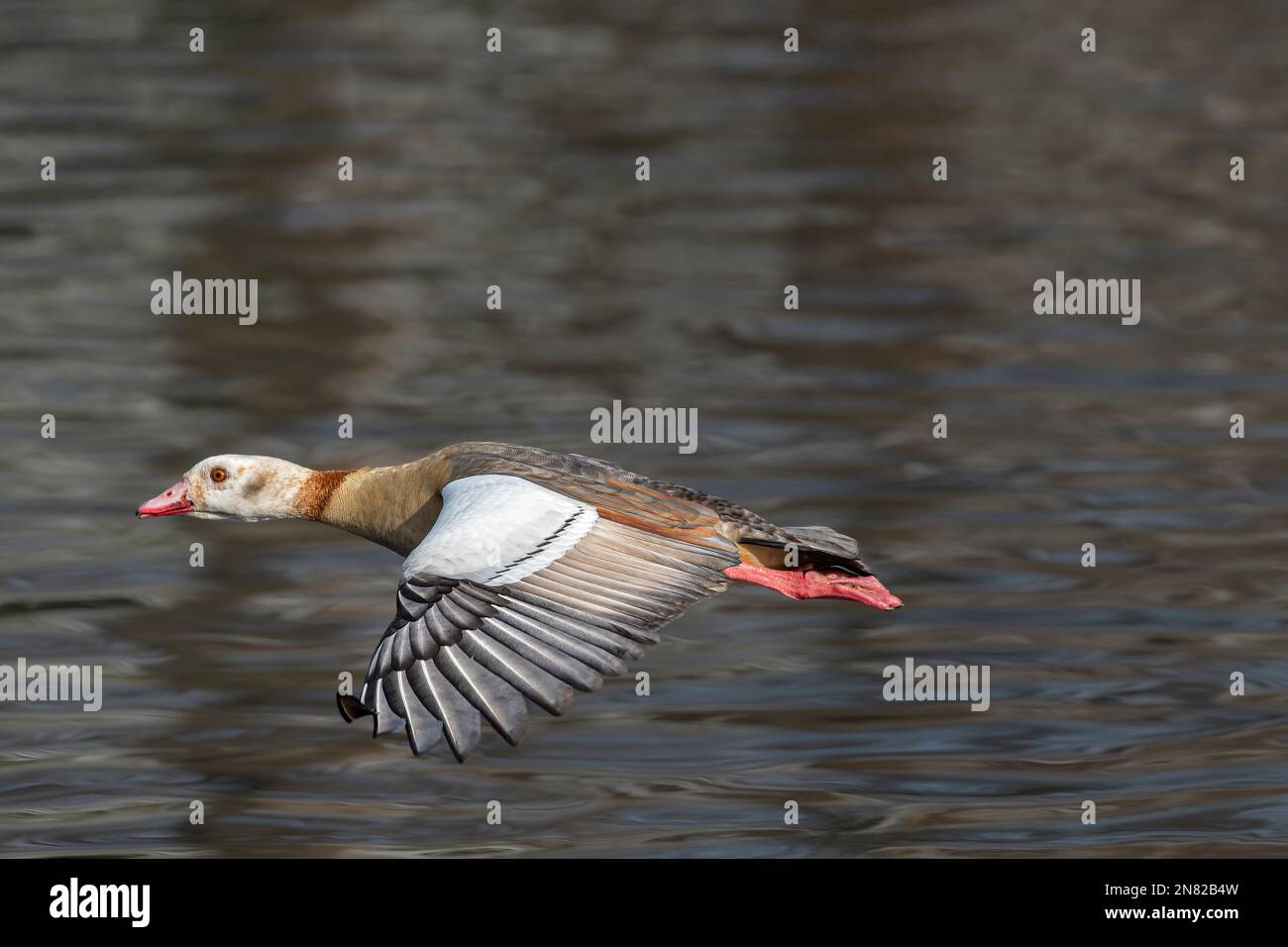 Egyptian Goose in flight over plain water background Stock Photo - Alamy