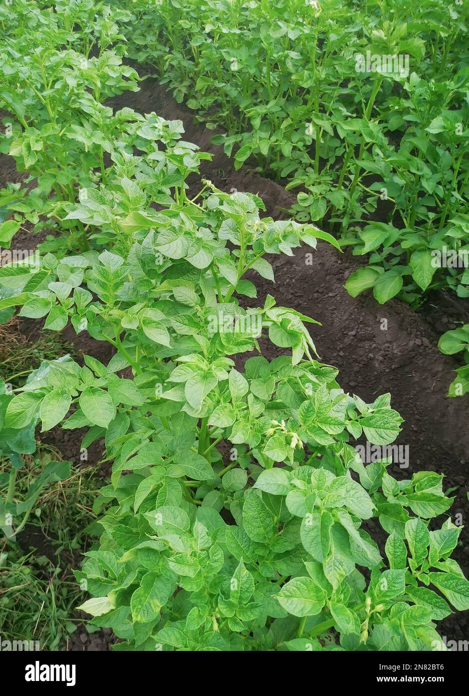 On the potato field there are bushes of potato plants with flowers ...