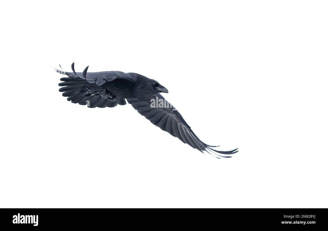 Common raven Corvus corax isolated on white background in flight over ...