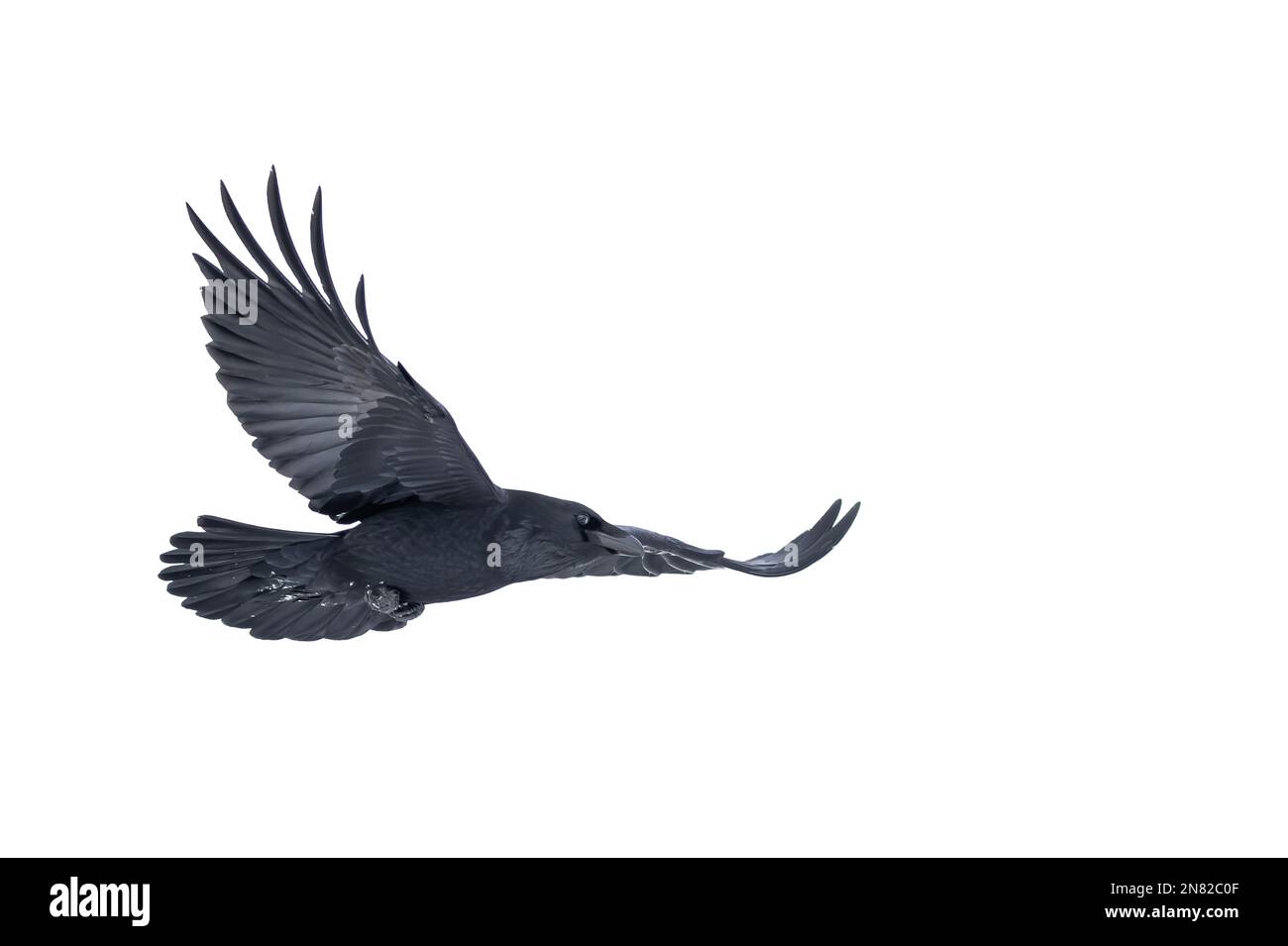 Common raven Corvus corax isolated on white background in flight over ...