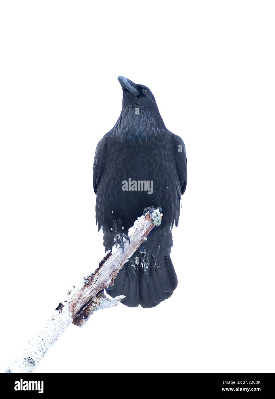 Raven Cut Out Stock Images & Pictures - Alamy