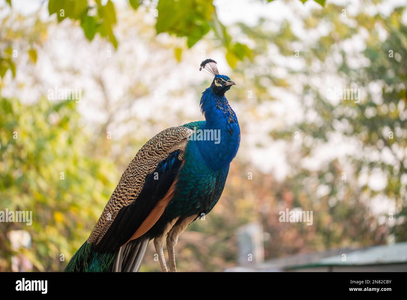 Beautiful peacock. Peacock showing its tail, Peacock with spread wings ...