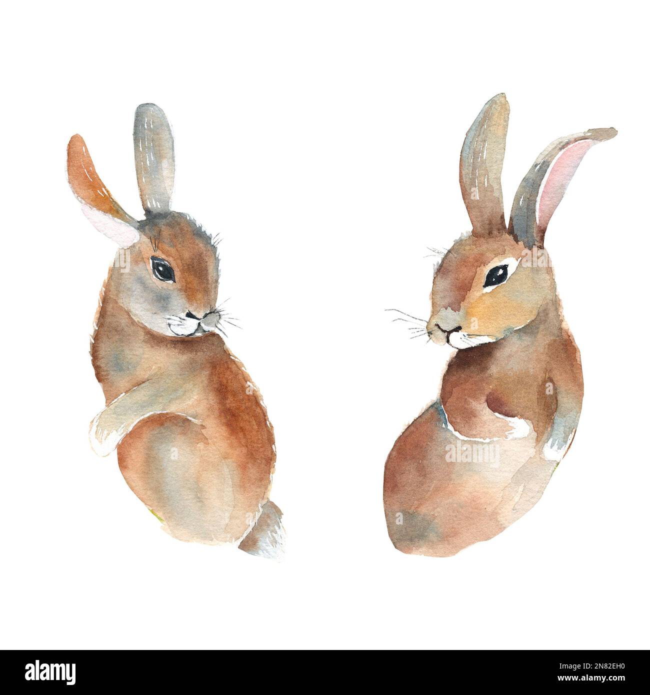 Cute rabbits couple isolated on white background. Watercolor hand drawn ...