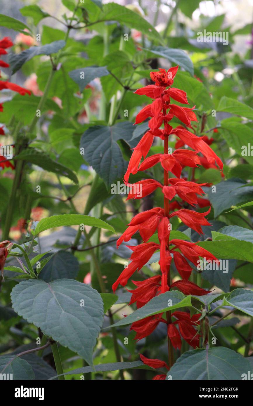 red colored scarlet sage flower on farm for harvest are cash crops ...
