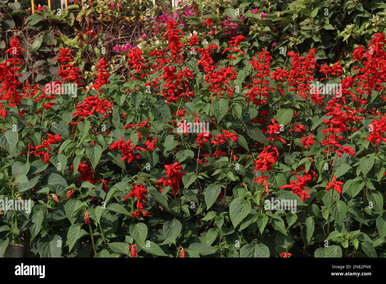 red colored scarlet sage flower on farm for harvest are cash crops ...