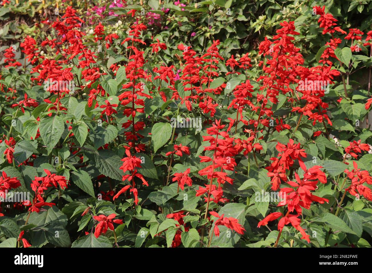 red colored scarlet sage flower on farm for harvest are cash crops ...