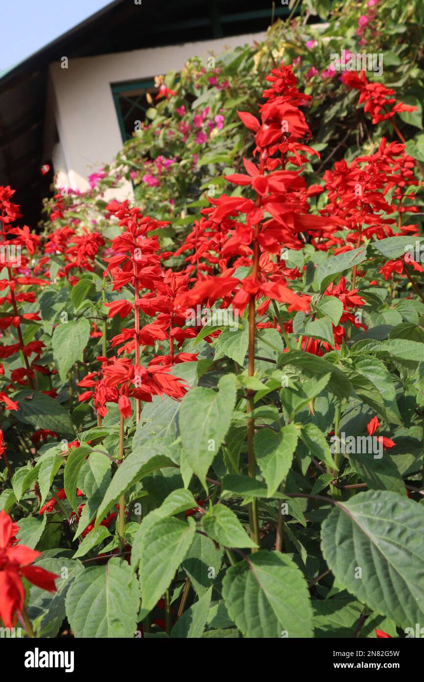 red colored scarlet sage flower on farm for harvest are cash crops ...