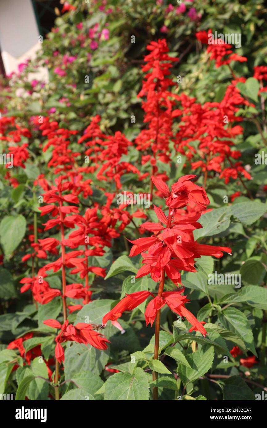 red colored scarlet sage flower on farm for harvest are cash crops ...
