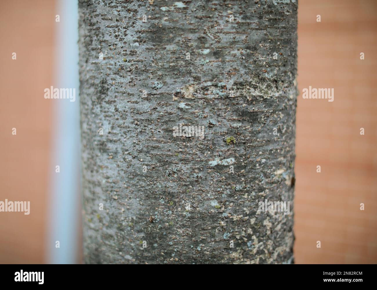 Tree bark and root texture and moss Stock Photo - Alamy