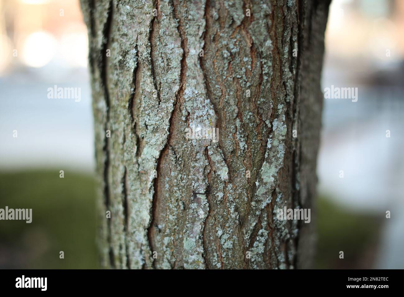 Tree bark and root texture and moss Stock Photo - Alamy