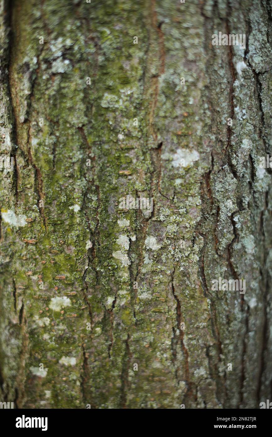 Tree bark and root texture and moss Stock Photo - Alamy
