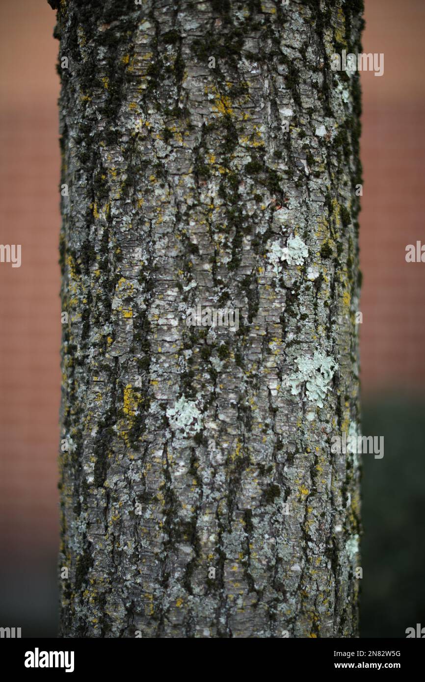 Tree bark and root texture and moss Stock Photo - Alamy