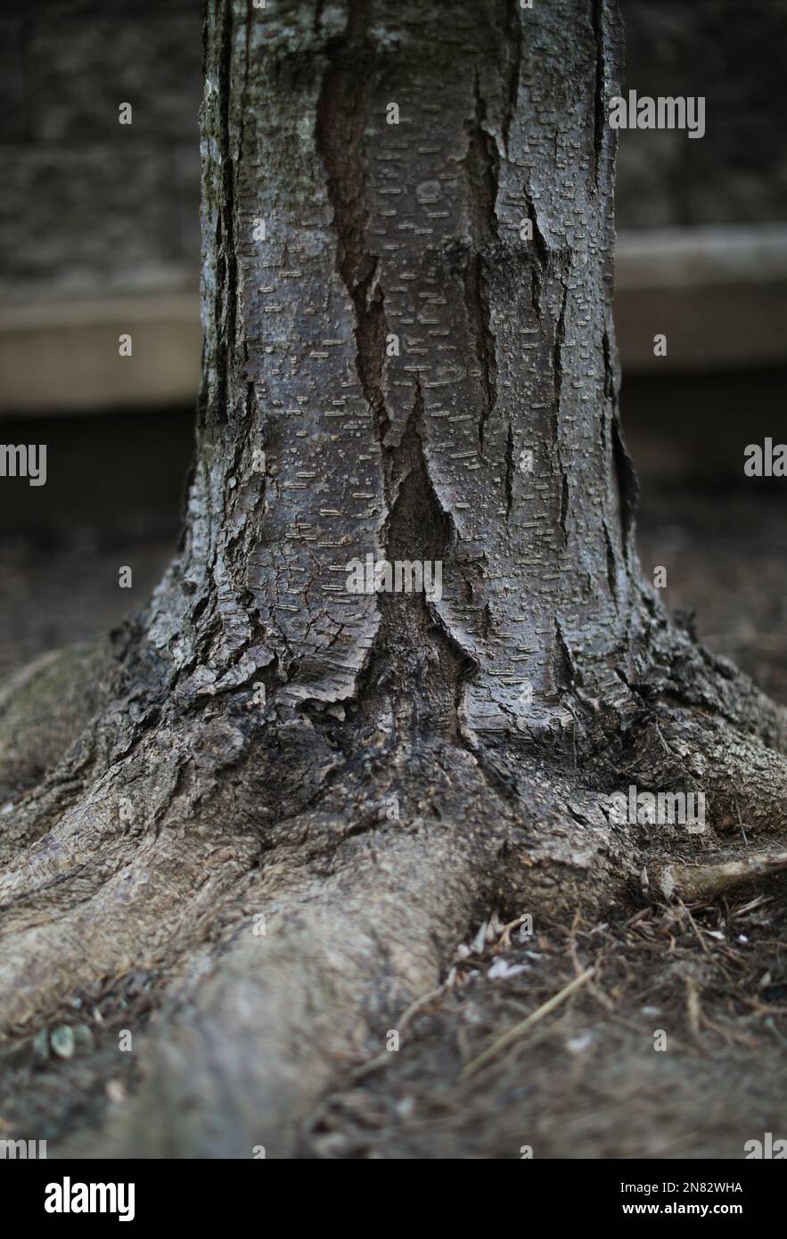 Tree bark and root texture and moss Stock Photo - Alamy