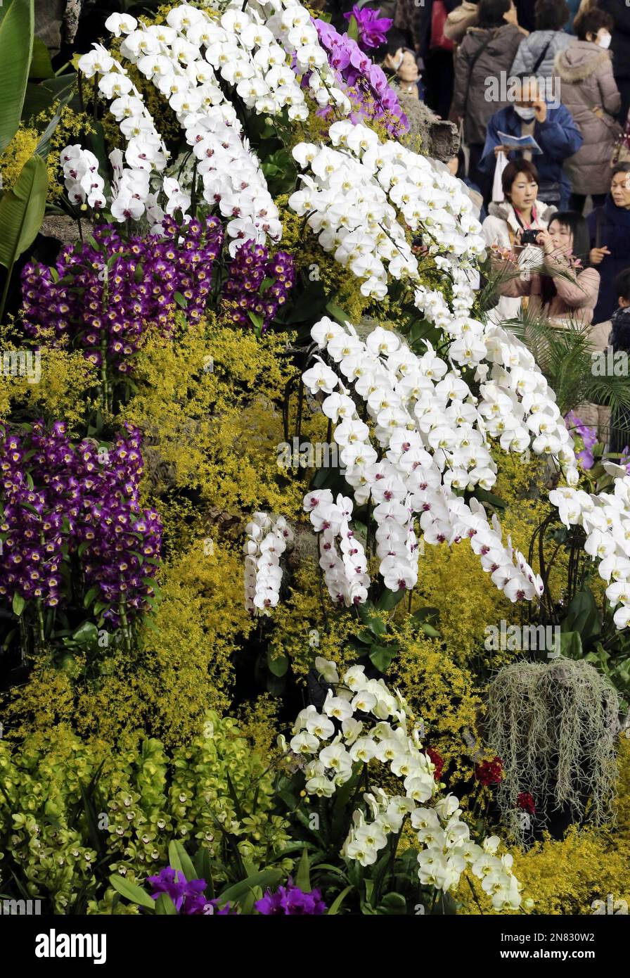 Visitors watch a display of orchids at Japan Grand Prix International ...