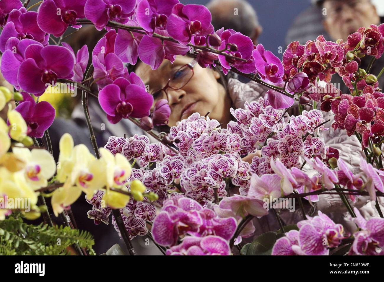 A visitor watches a display of orchids at Japan Grand Prix ...