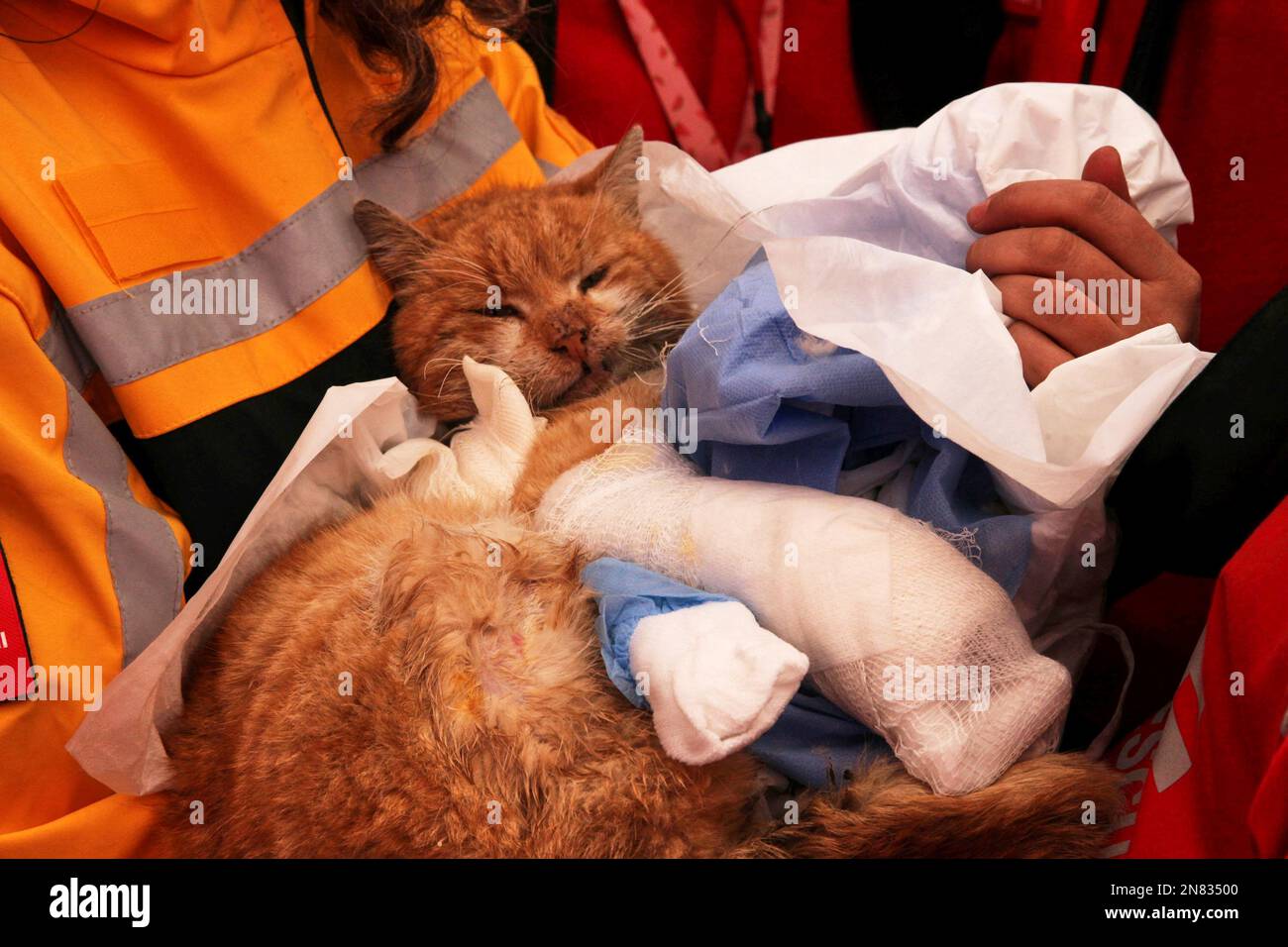 Earthquake turkey 2023 cat hi-res stock photography and images - Alamy