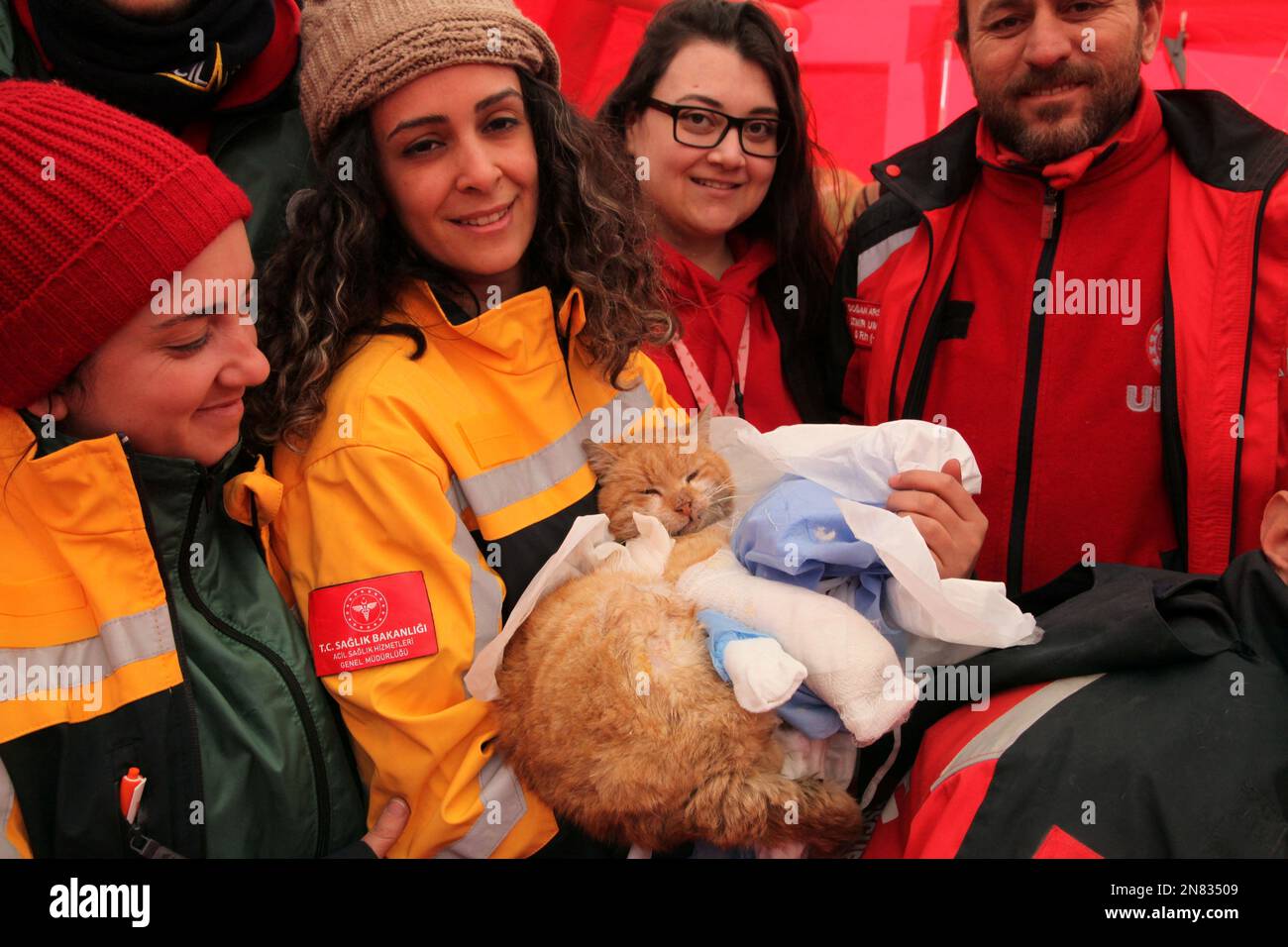 Earthquake turkey 2023 cat hi-res stock photography and images - Alamy