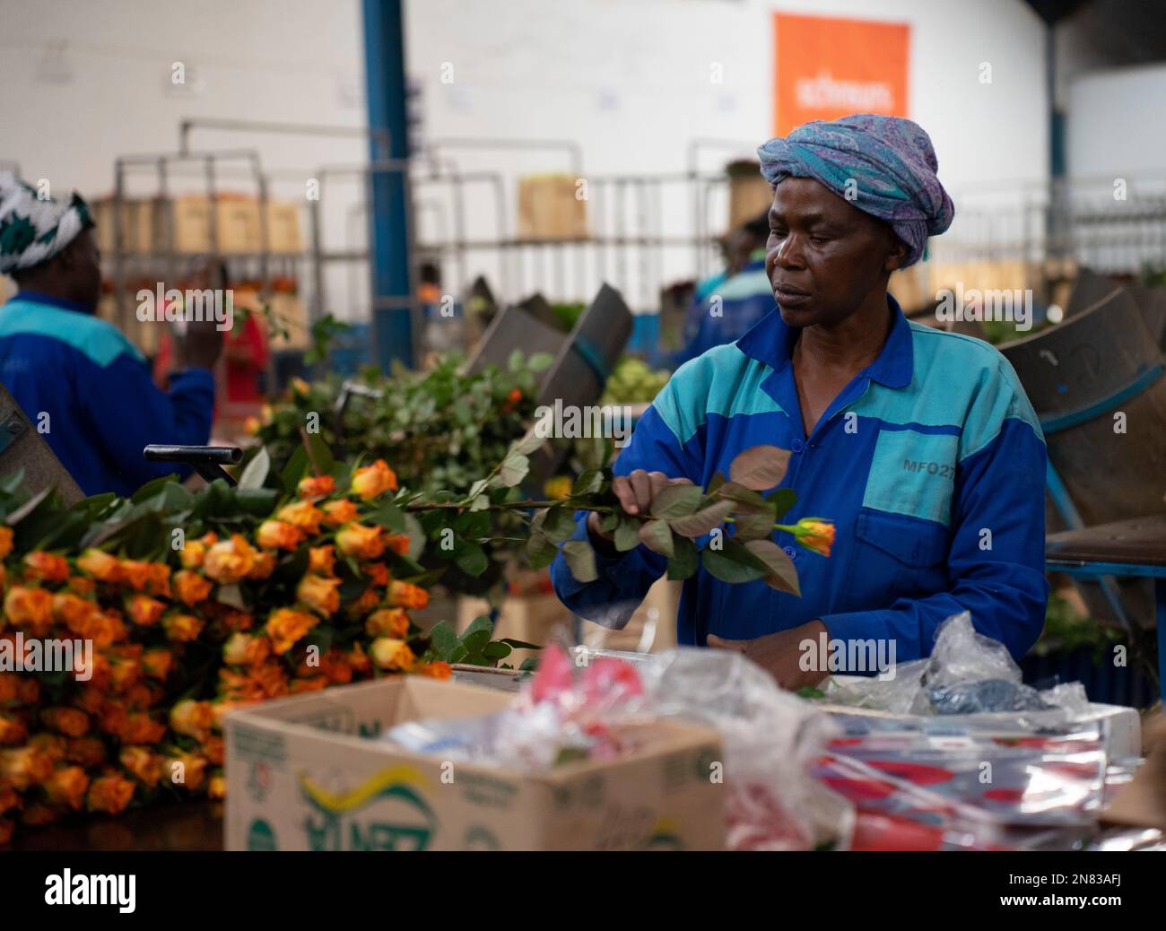 Old cut roses hi-res stock photography and images - Alamy