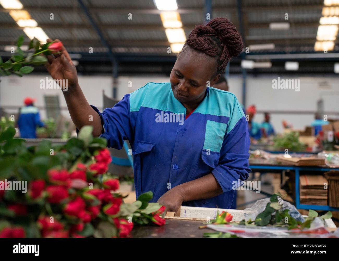 (230211) -- NAIROBI, Feb. 11, 2023 (Xinhua) -- A staff member processes ...