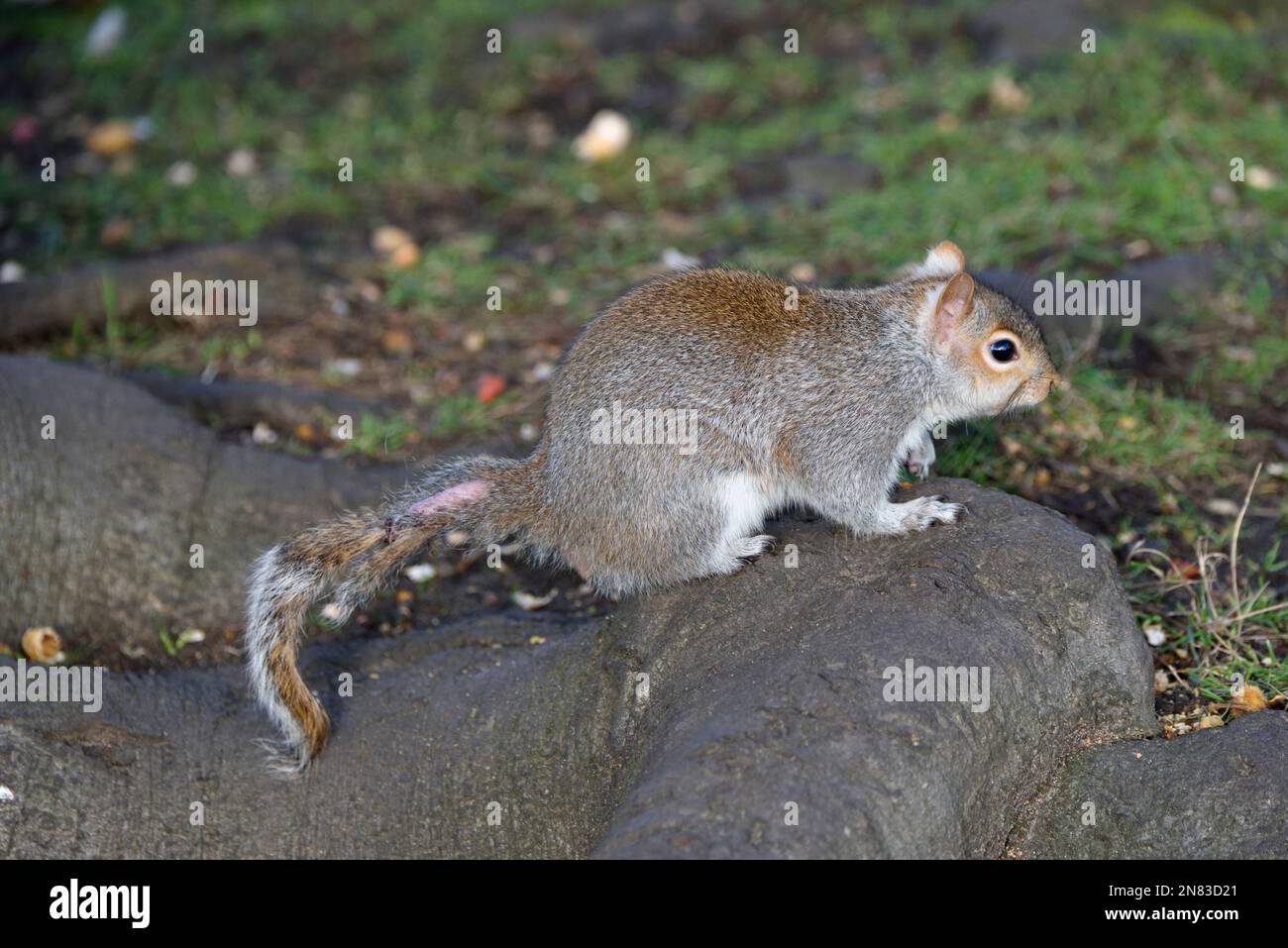Grey Squirrel (Eastern Grey Squirrel / Gray Squirrel) Sciurus ...