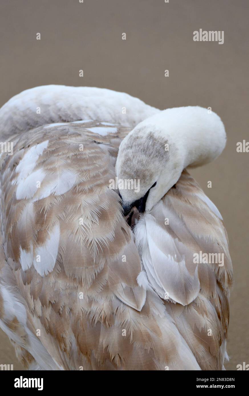 Immature Mute Swan (Cygnus olor) sleeping on the beach on the South ...